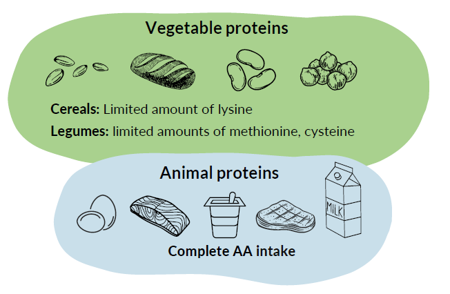 What Molecules Does Food Contain? - My Food My Future