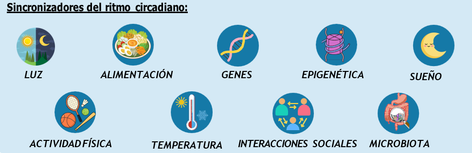 Crononutrición: ¿Mito o realidad científica? - My Food My Future